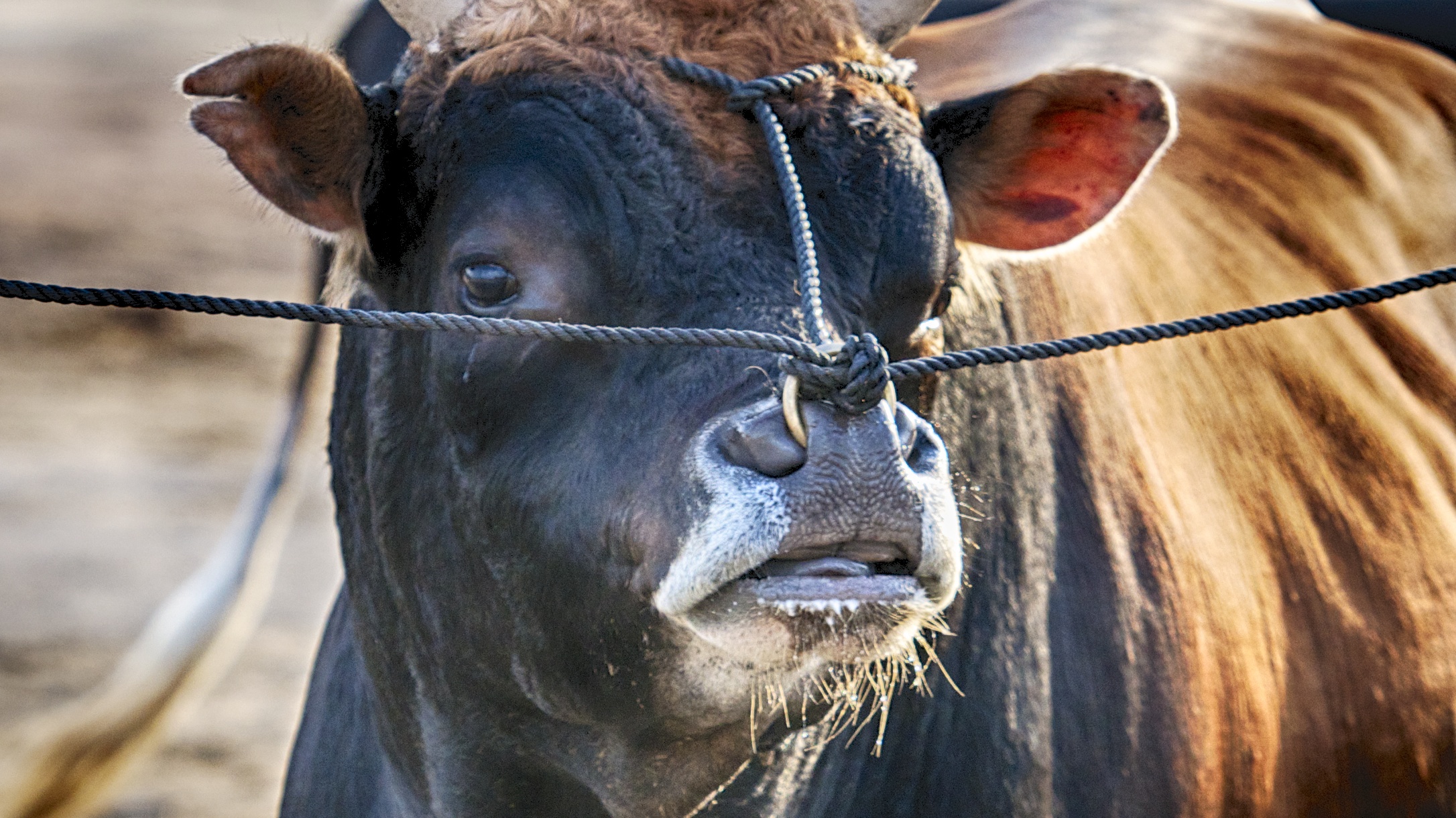 Fujairah Bull Fight aka Moo-tal Combat – AG Studio