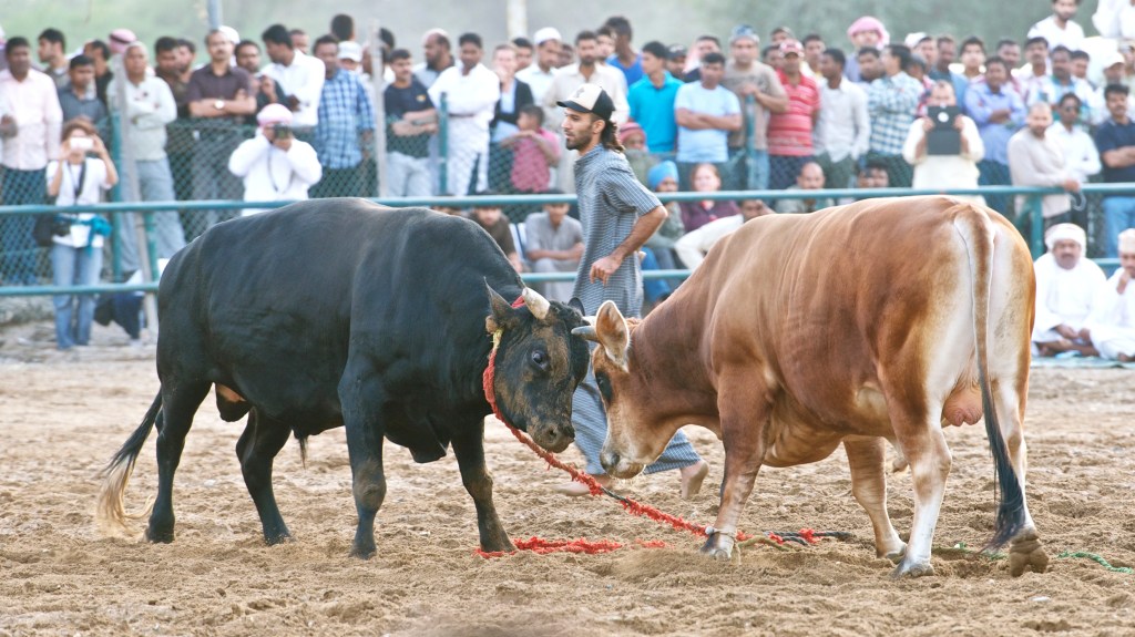 Fujairah Bull Fight aka Moo-tal Combat – AG Studio